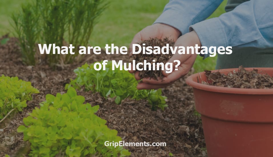 What Are The Disadvantages Of Mulching Despite Its Benefits