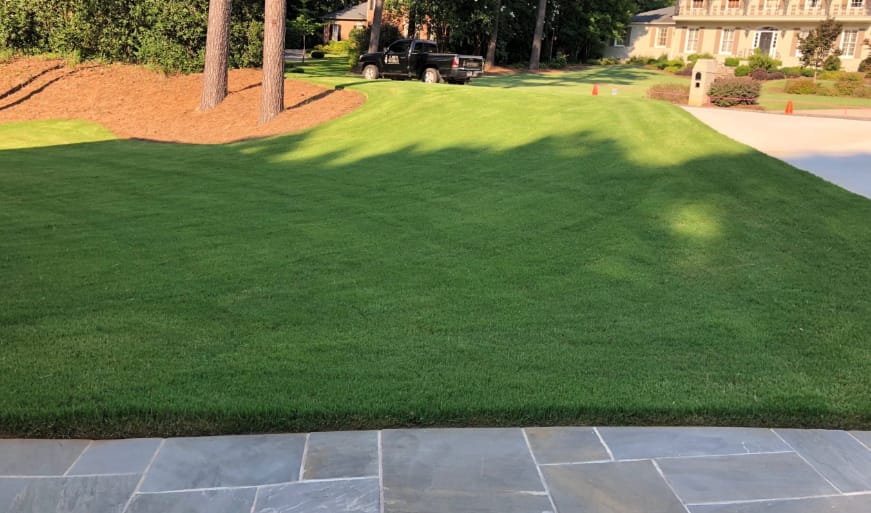7 Types of Grass for More Gorgeous Lawns - GRIP ELEMENTS