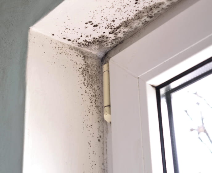 Mold spores spread quickly - GRIP ELEMENTS