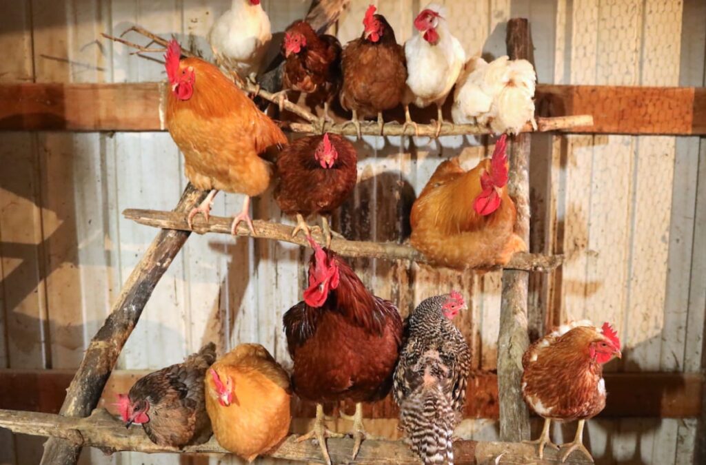 7 Chicken Roost Ideas That Are Simple and Easy to Make - GRIP ELEMENTS