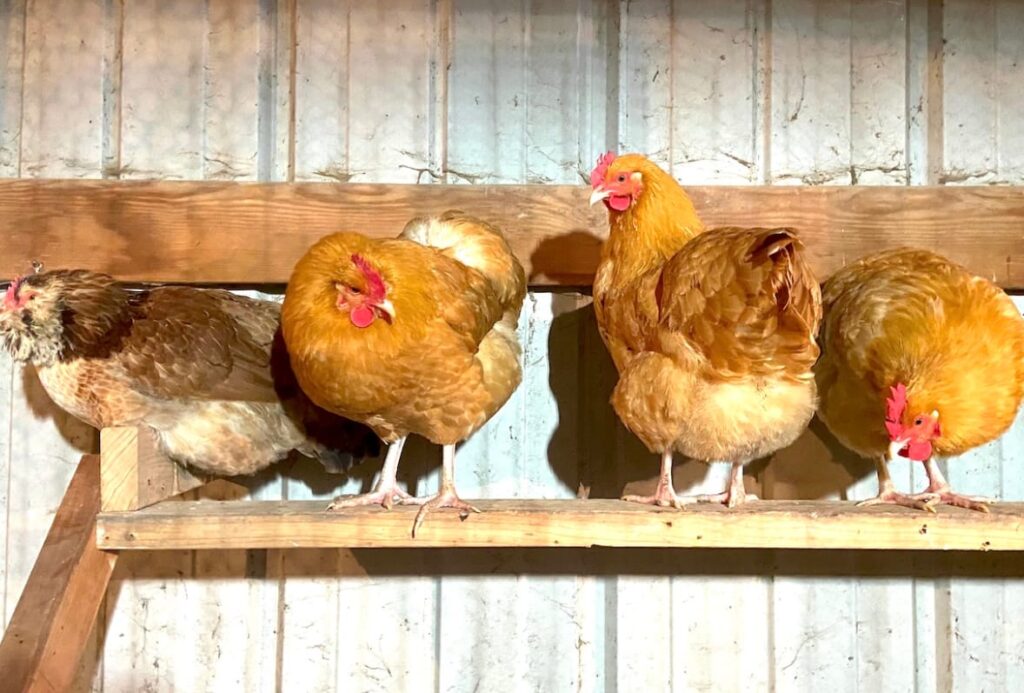 7 Chicken Roost Ideas That Are Simple and Easy to Make - GRIP ELEMENTS