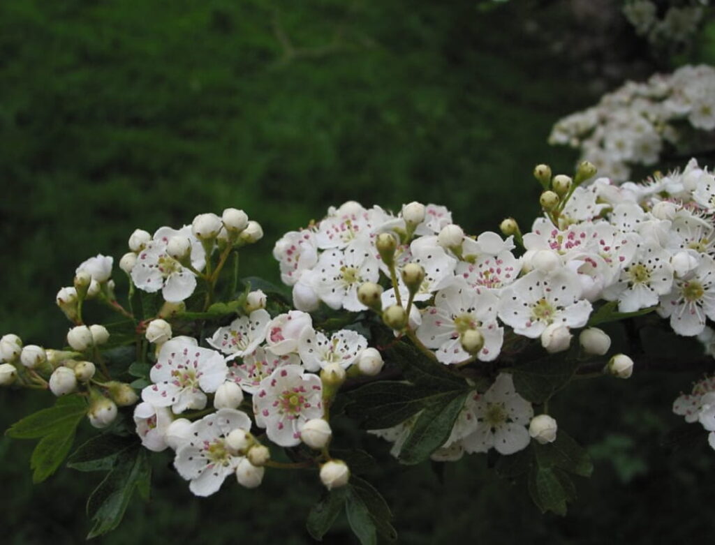 The Hawthorn Flower Meaning and Symbolism - GRIP ELEMENTS