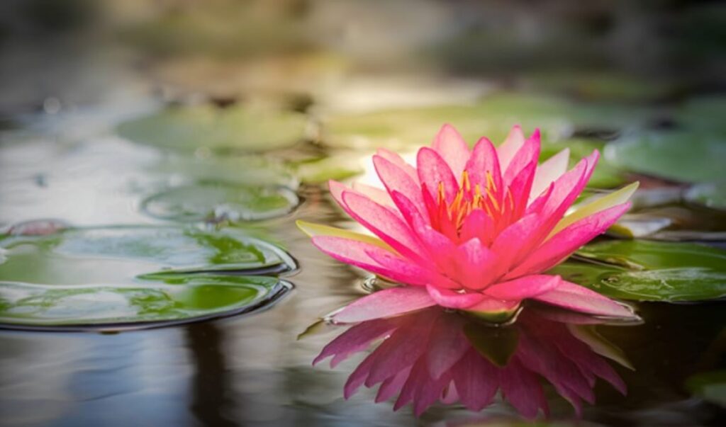 Lotus Flower Meaning for Life and Symbolism - GRIP ELEMENTS