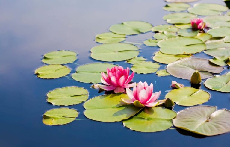 Lotus Flower Meaning for Life and Symbolism - GRIP ELEMENTS