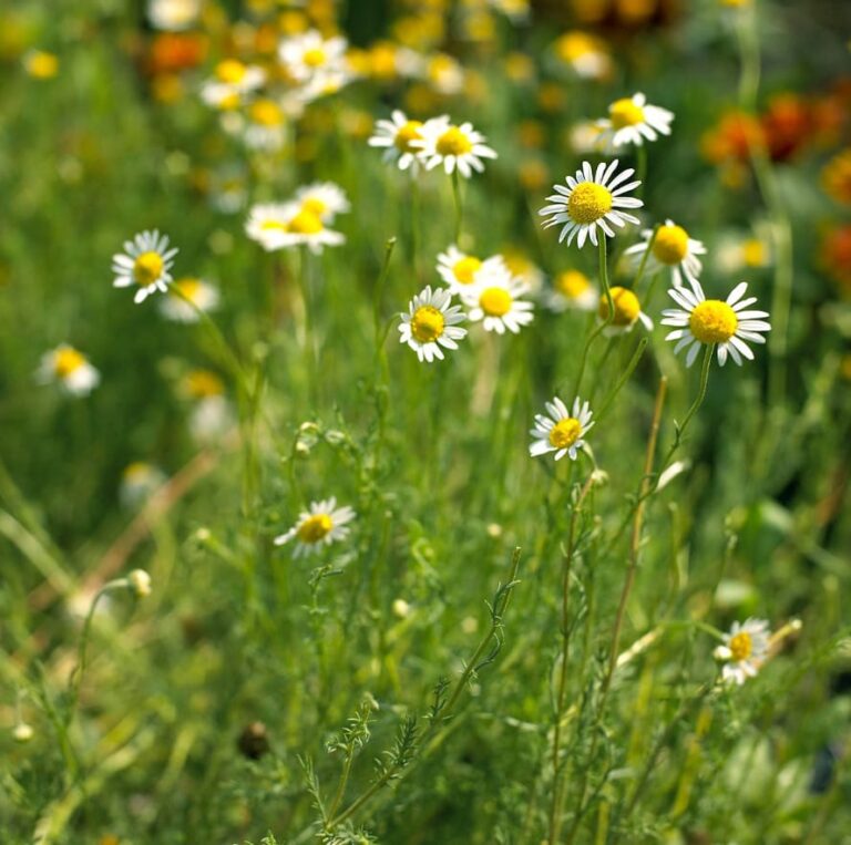Chamomile Flower Meaning: A Gift from Divine - GRIP ELEMENTS