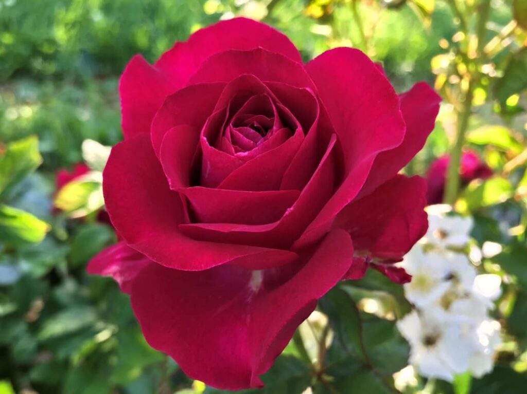 The Kinds of Rose Color Meanings and Symbolism - GRIP ELEMENTS