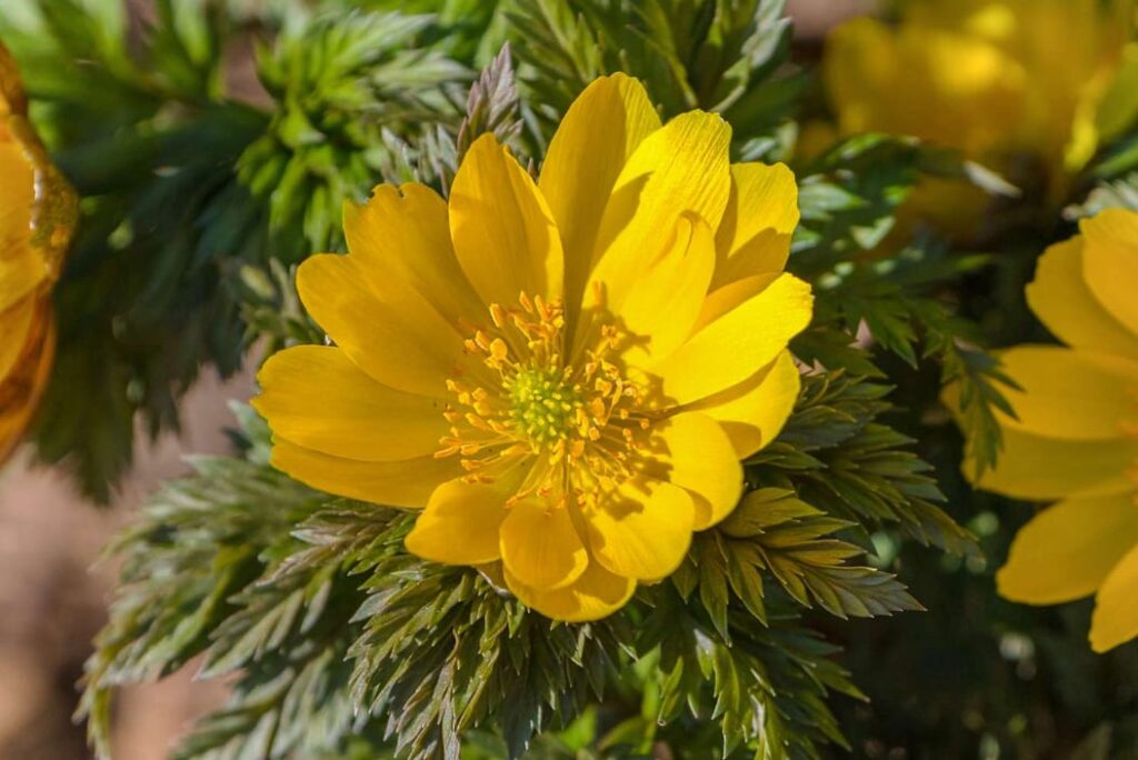 The Beauty of Adonis Flower Meaning - GRIP ELEMENTS