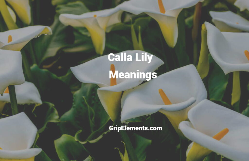 Calla lily meanings - GRIP ELEMENTS
