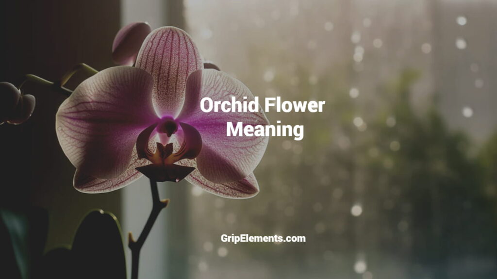 7 Orchid Flower Meaning Based on Their Colors - GRIP ELEMENTS
